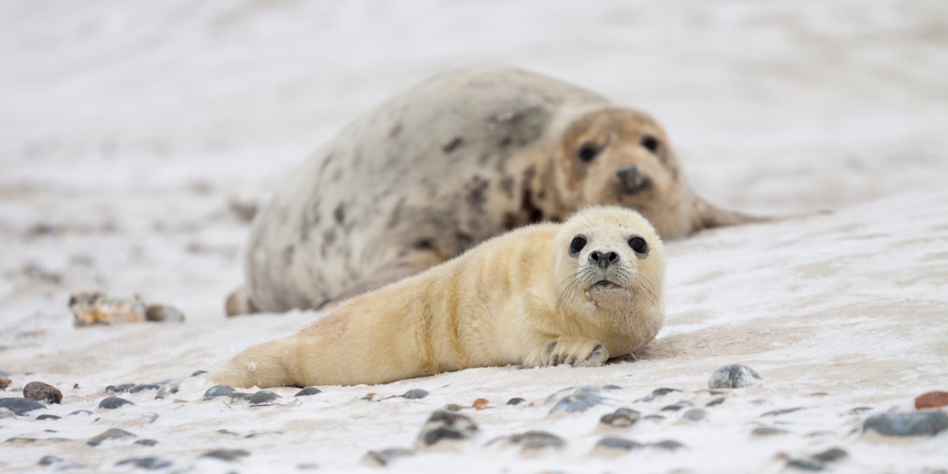 Seals in the Baltic Sea - Blog - Discover Sörmland Blog